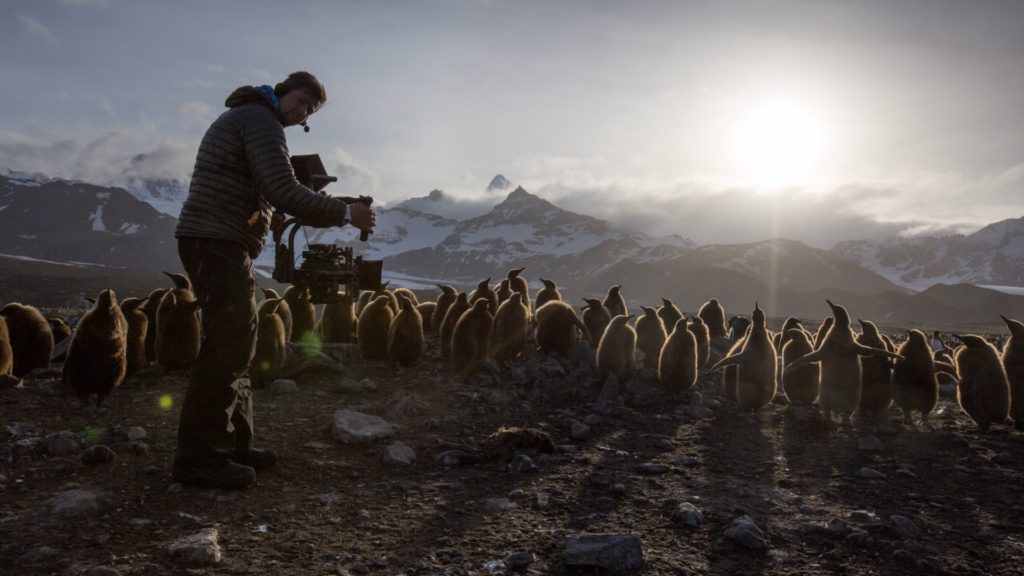 Wildlife Cinematography: Capturing the Power of Nature With RED and ...