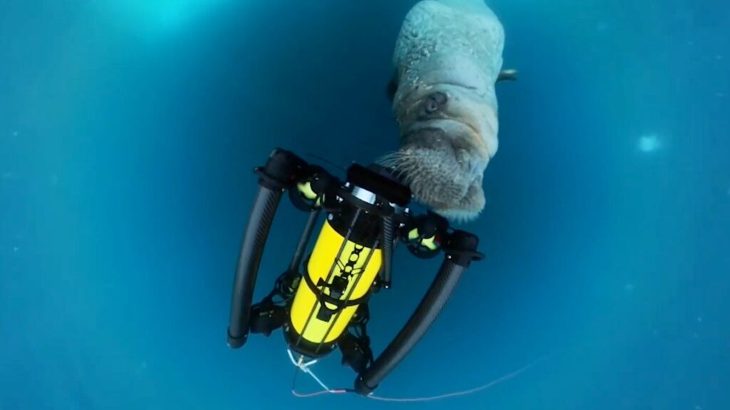 The Advantages of Underwater Drone - Y.M.Cinema Magazine